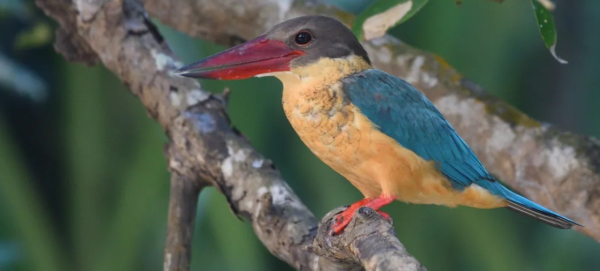 About Bhitarkanika - Welcome to Bhitarkanika